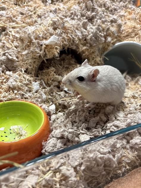 Patrick With Spongebob Blue Cross