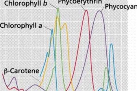 Applications Of Uv Visible Spectrophotometry