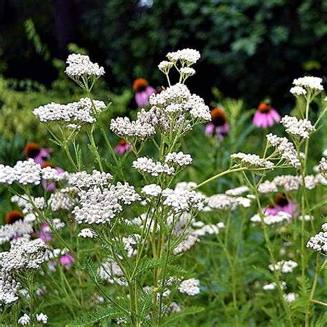 Pictures Of Yarrow Flowers At Timothy Ray Blog