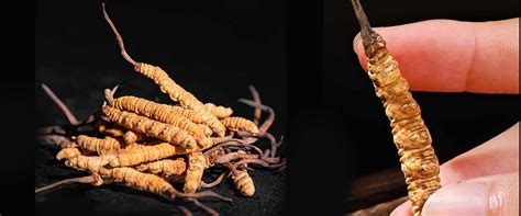 Dong Chong Xia Cao Dong Chong Cao For Sale Native Chinese