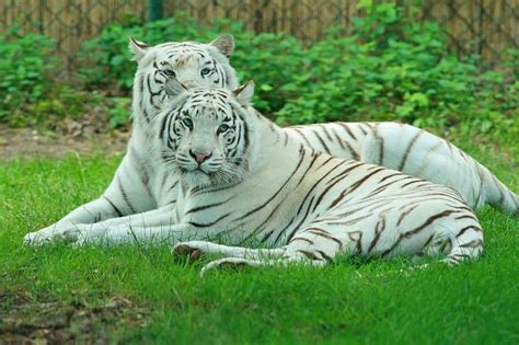 Picture 7 Of 9 White Tiger Panthera Tigris Tigris Pictures And Images