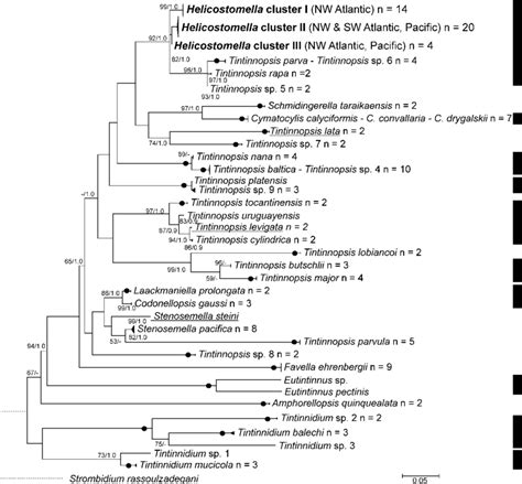 maximum likelihood ml tree based on lsu rdna sequences of the order