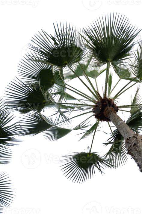 Palm Tree With Wind Blowing Through It 27192519 PNG