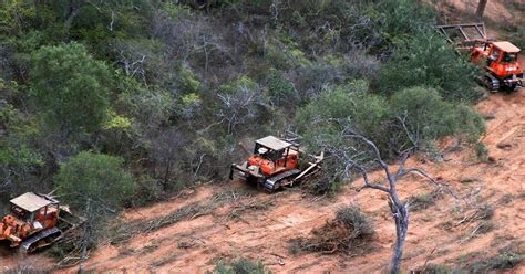 Se Han Perdido Unos 5 Millones De Hectáreas De Bosques En Los últimos
