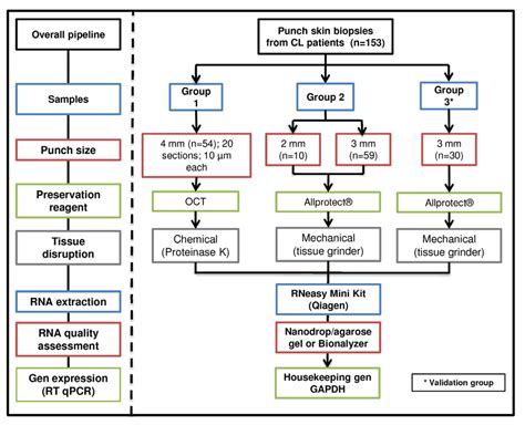 Schematic Workflow Skin Lesion Biopsies Were Obtained From Two Cohorts Download Scientific
