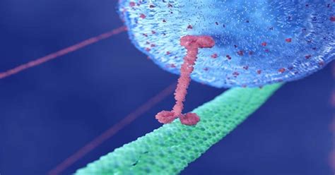 Increasing Use Of Saxs Technique For 3d Protein Structure Analysis