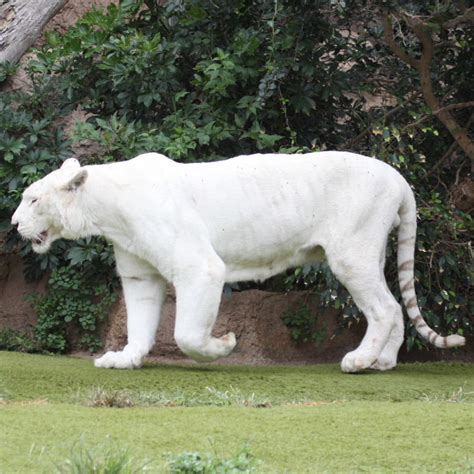 Stripeless White Tiger Cubs