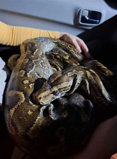 Teamwork Leads To Successful Python Rescue From Electric Fencing