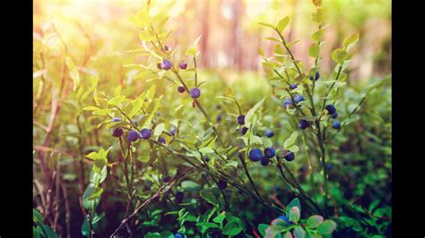 Любопитни факти за живота във Финландия които ще ви изненадат Nova Bg