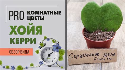 Комнатное растение Хойя Керри - зеленая "Валентинка" | Любители ...