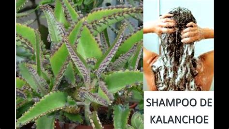 Shampoo De Kalanchoe Crecimiento Del Cabello Champu Plantas