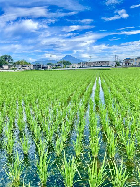 🛣🌾🌾 ถ่ายจากถนนไปนาเมื่อวานครับ🇯🇵 セイand ดอกไม้กับชนบทญี่ปุ่น