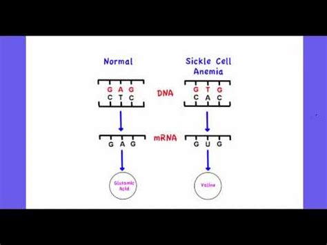 4 1 4 Explain The Consequences Of A Base Substitution Mutation YouTube