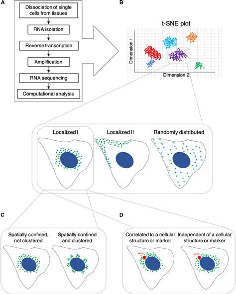 Memory B Cells T Cells And Some Become Cellspics