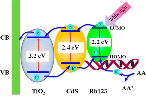 Highly Sensitive And Selective Photoelectrochemical Biosensor For Hg2
