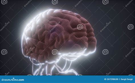 Animated Model Of Human Brain Stock Illustration Illustration Of Cell Head 267298638