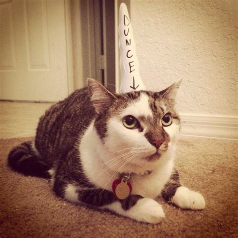 I Present To You Dunce Cat Funny