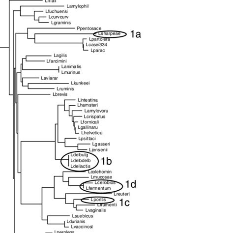 Dendrogram Derived From The Nucleotide Sequence Analysis Two Groups