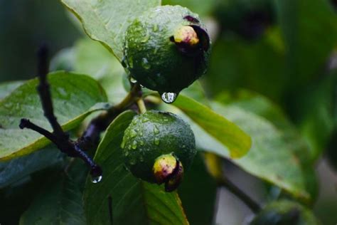 ¿qué minerales necesita tu árbol de guayabas para que dé frutos