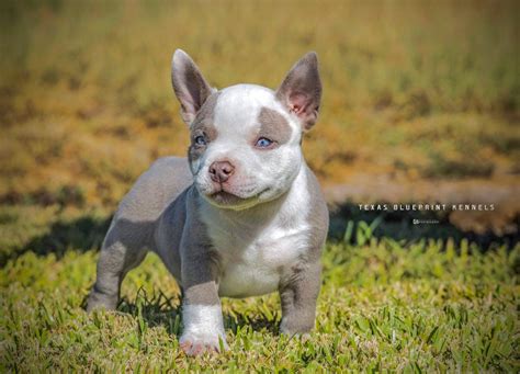 Venomline Recent Litters Upcoming Breedings Pocket American Bully