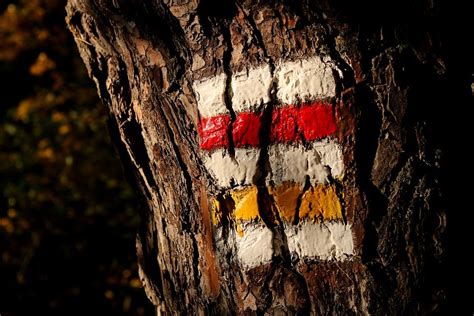 dr subhabaha pal on linkedin decision trees the key to unlocking hidden patterns in data