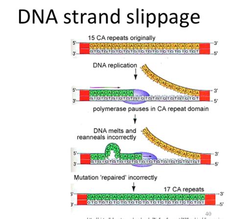 Dna Base Mutations Flashcards Quizlet