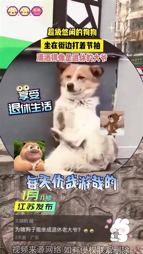 超级悠闲的狗狗坐在街边打着拍子