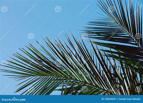 Green Tree Leaves Texture Stock Image Image Of Abstract