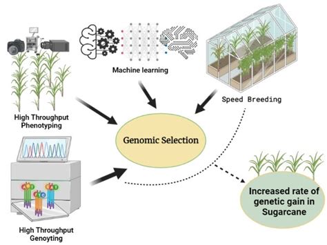 What Is Clonal Selection In Plant Breeding At Jackie Roberts Blog