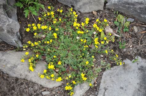 Potentilla Multicaulis Bunge Plants Of The World Online Kew Science