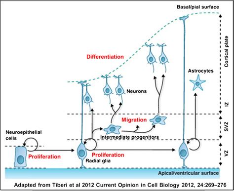 Neurodevelopmental Processes In The Cortex Graphic Shows Download Scientific Diagram
