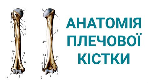 плечова кістка анатомія Youtube