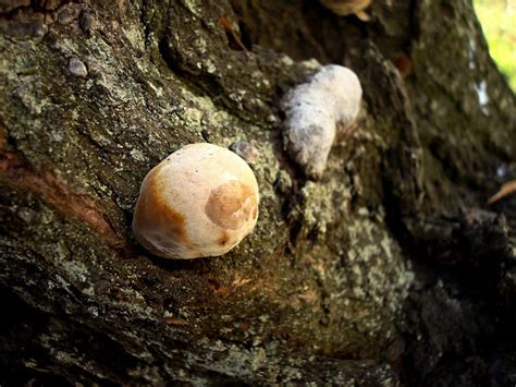 Ganoderma Adspersum Project Noah