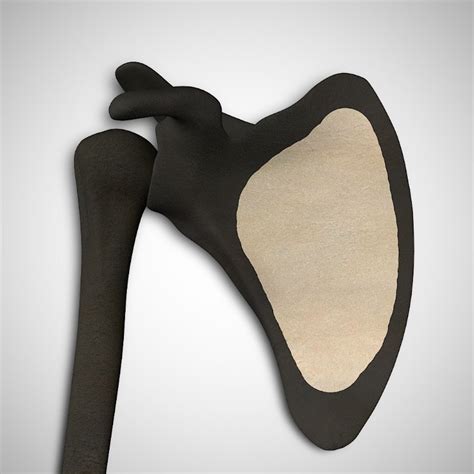 Rotator Cuff Bony Landmarks 3d Muscle Lab