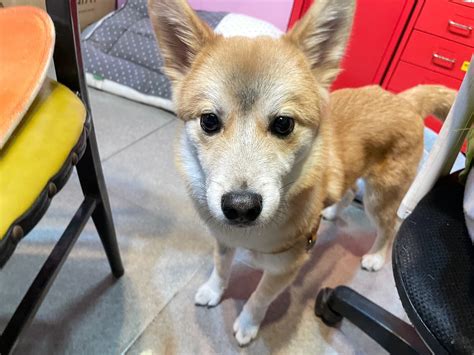 시바믹스넙치 강아지 책임분양 ♥ 강아지입양 고양이입양 유기견입양센터 아이조아요양보호소