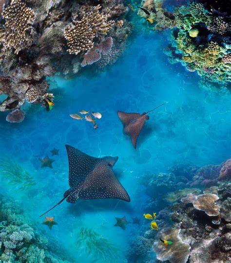 Deep C On Linkedin Deepc Deepcdelights Stingrays Subseadredging Nature