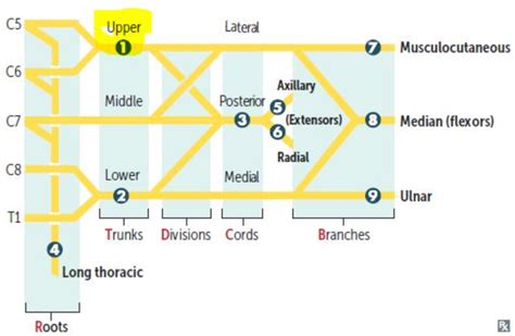 Brachial Plexus 3 Lesion Disorders Diagram Quizlet