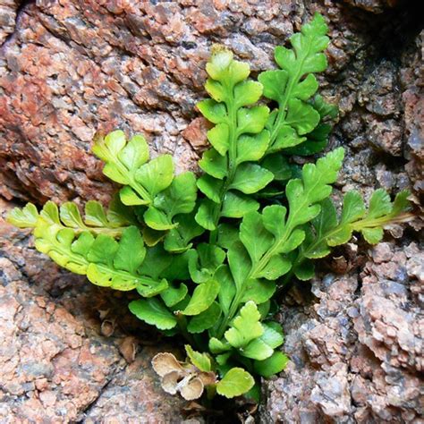 Asplenium Marinum Sea Spleenwort 20 Spores Online Seed Store
