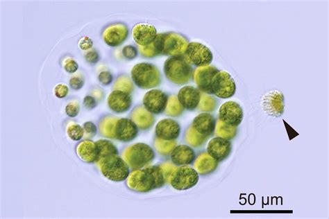 Species Of Algae With Three Sexes Identified In Japanese River
