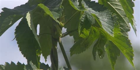 Local Farm One Of Few In The State To Harvest Hops