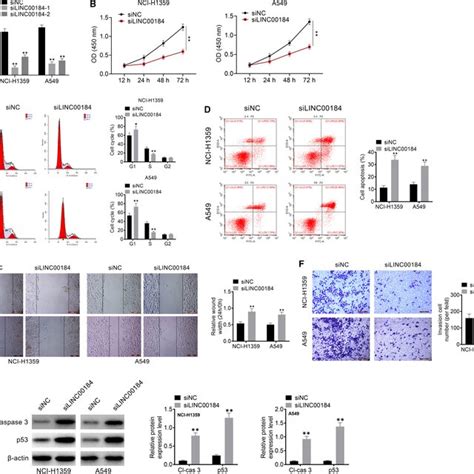 Knockdown Of Linc00184 Inhibited Cell Activities In Nsclc Cell Lines