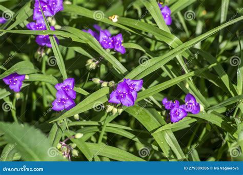 Tradescantia Virginiana The Virginia Spiderwort Purple Violet Flowering