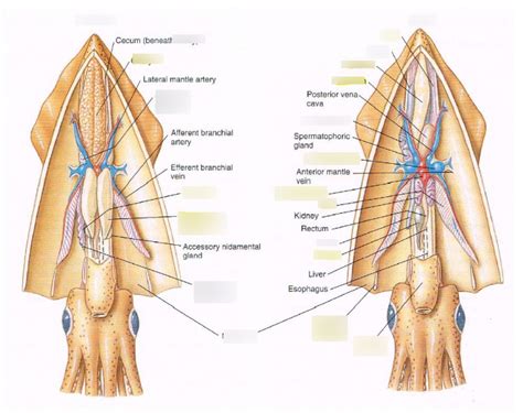 Squid Dissection Pen