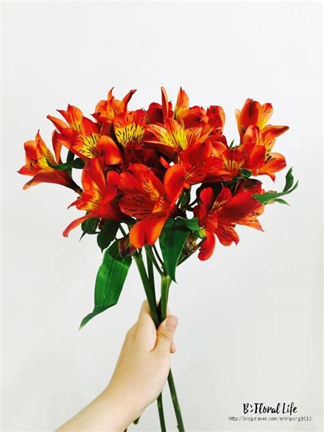 11번째 꽃 호랑이를 닮은 꽃 알스트로메리아 꽃말 네이버 블로그