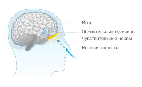 Почему капли в нос. Лечение заболеваний мозга каплями Семакс 0,1% ...