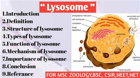 Lysosome Structure Of Lysosome Types Of Lysosome Function Of Lysosome Importance Youtube