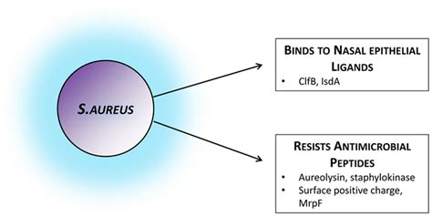 Staphylococcus Aureus Factors Facilitating Colonization Bacterial Download Scientific Diagram