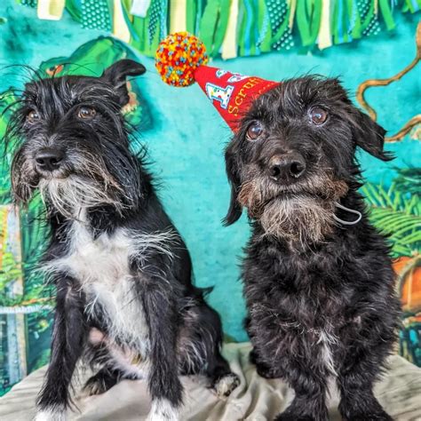 Birthday Boy Scrolller Birthday Boy Scrolller