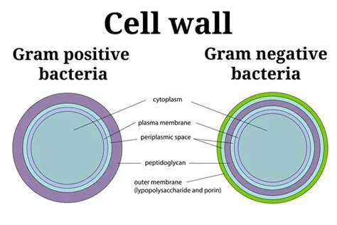 Bacterial Cell Wall Structure Composition And Types