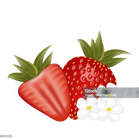 전체 딸기와 꽃과 얇게 썬 반 딸기 스티커 및 티셔츠 디자인 포스터 로고 라벨 배너 스티커 제품 포장 디자인 등 벡터 그림 0명에 대한 스톡 벡터 아트 및 기타 이미지